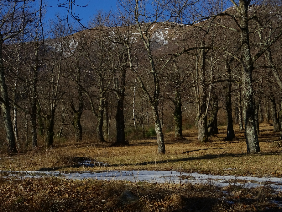 The Chestnut Walk | The Como Companion